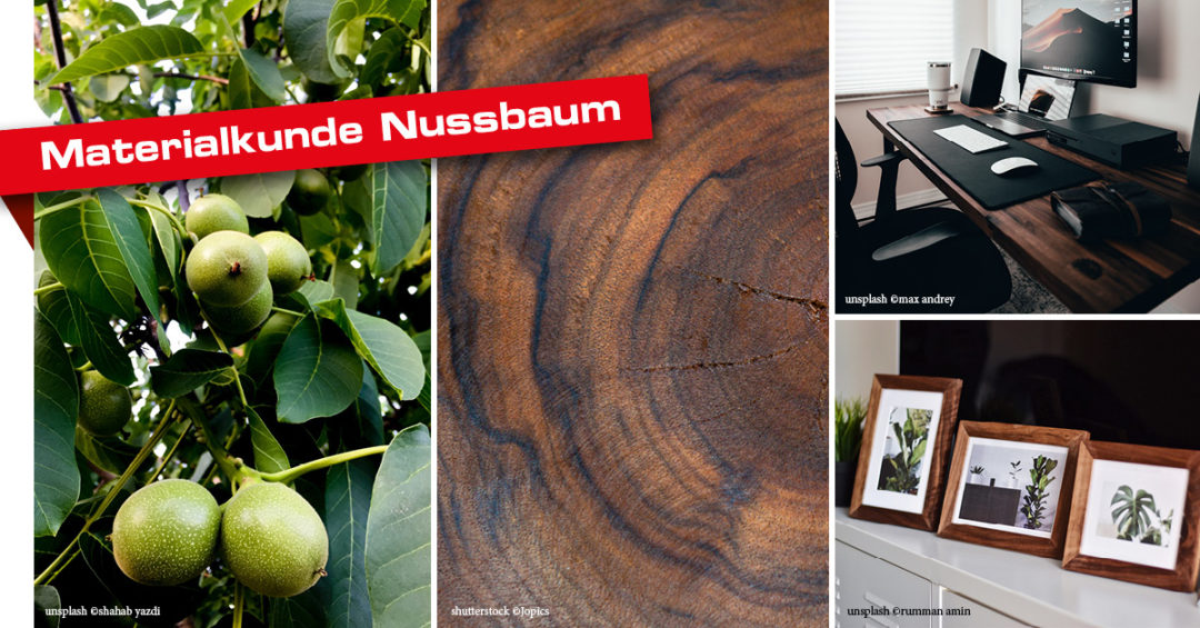 Der Nussbaum: Eigenschaften und Verwendung von Nussbaumholz